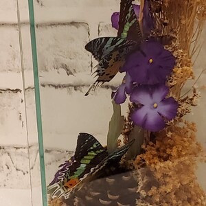 Madagascan Terrarium Sunset Moths Vintage Nature Lover Taxidermy Decor ...
