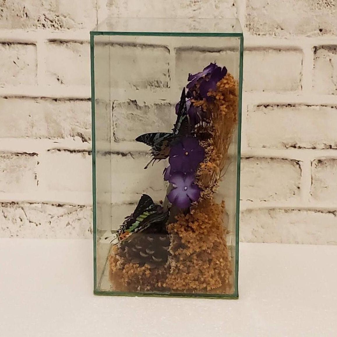 Madagascan Terrarium Sunset Moths Vintage Nature Lover Taxidermy Decor ...