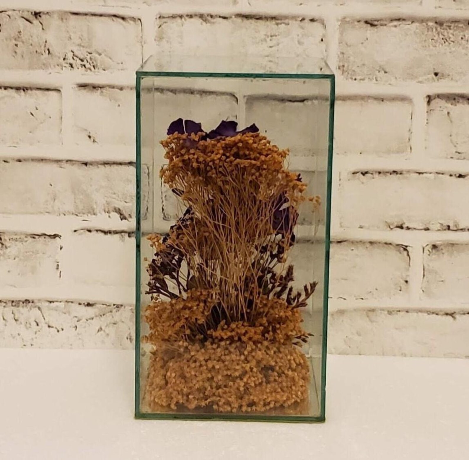 Madagascan Terrarium Sunset Moths Vintage Nature Lover Taxidermy Decor ...