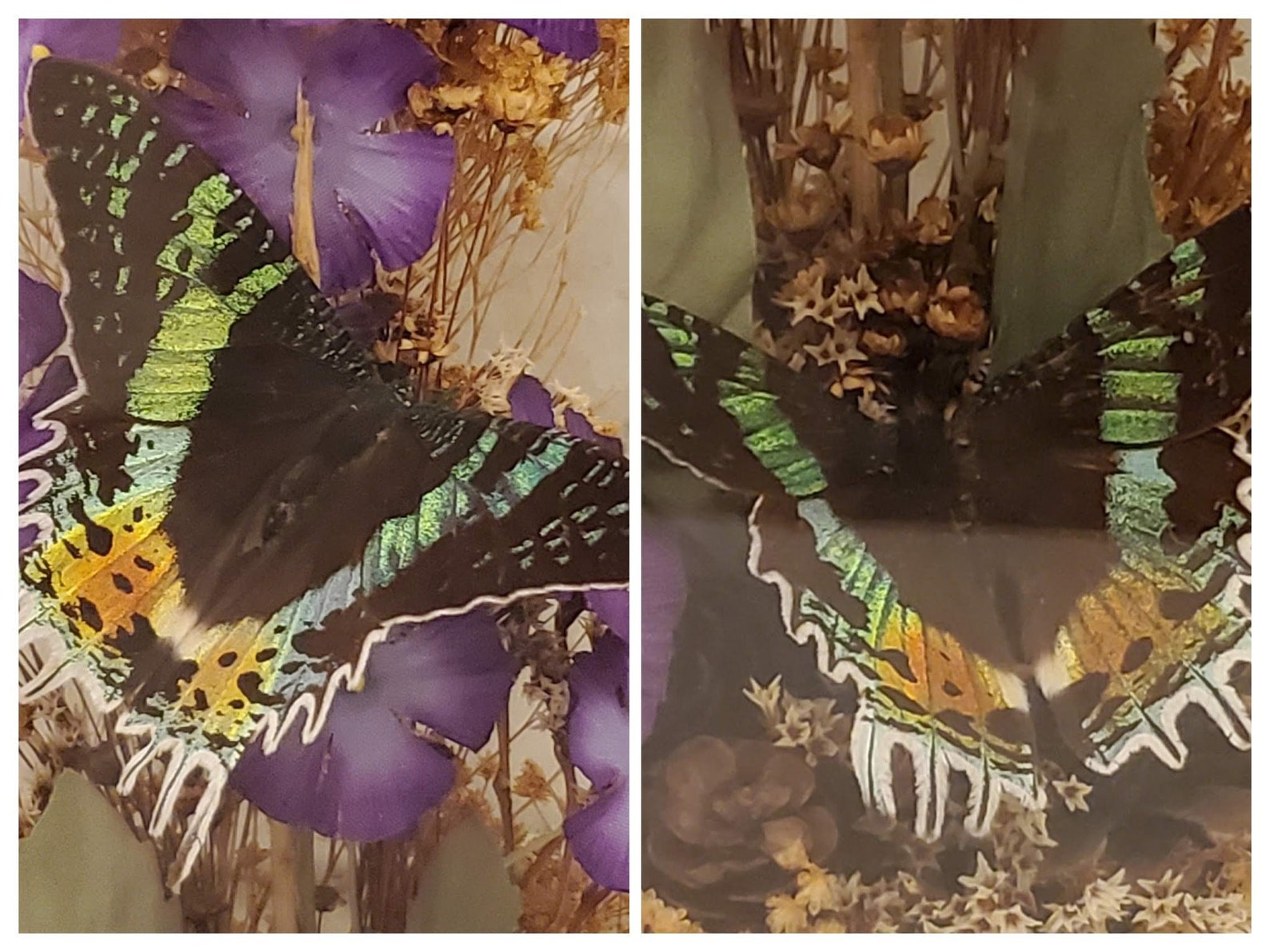 Madagascan Terrarium Sunset Moths Vintage Nature Lover Taxidermy Decor ...