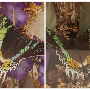 Madagascan Terrarium Sunset Moths Vintage Nature Lover Taxidermy Decor ...