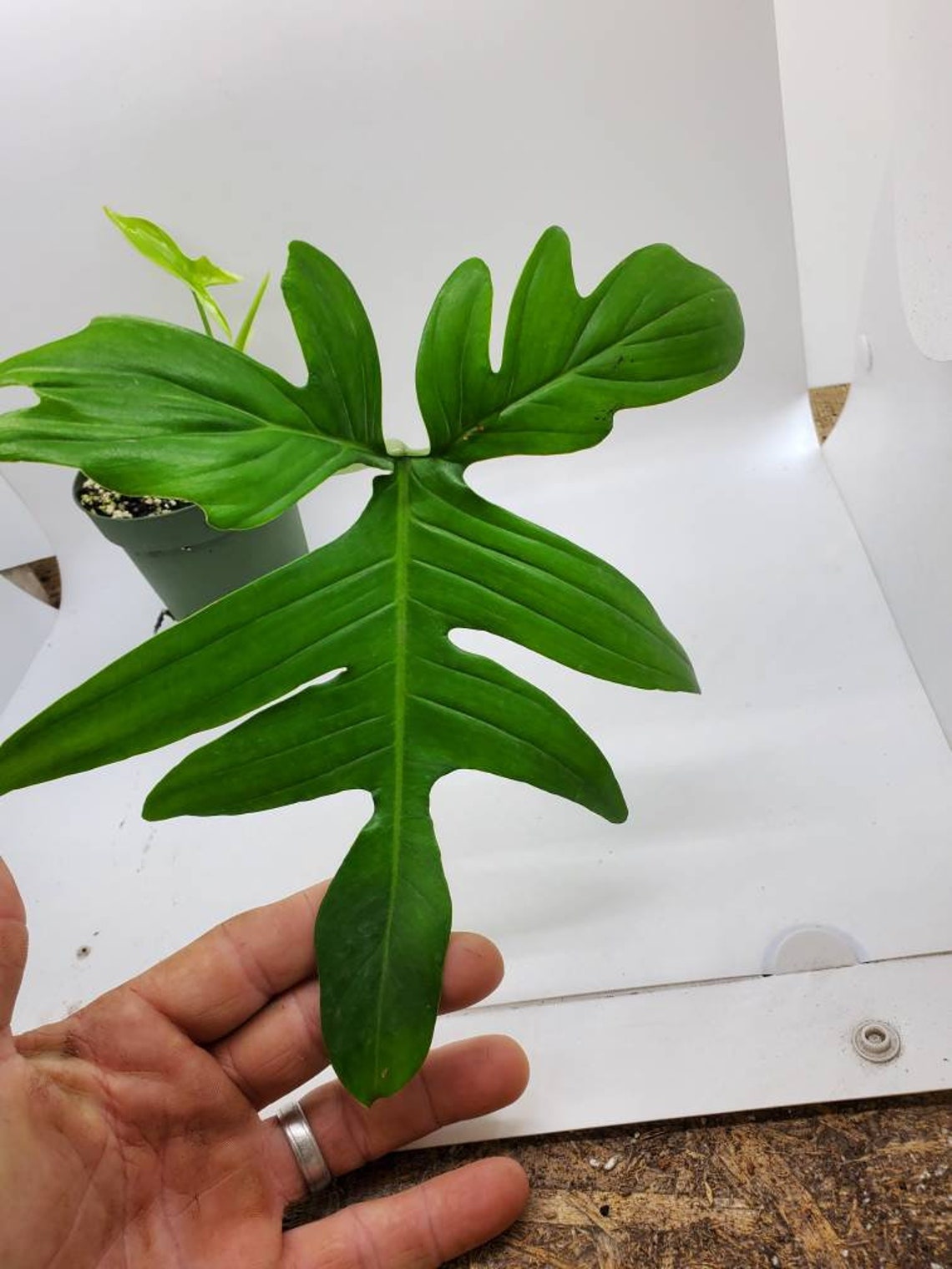 Philodendron Florida Philodendron Pedatum. | Etsy