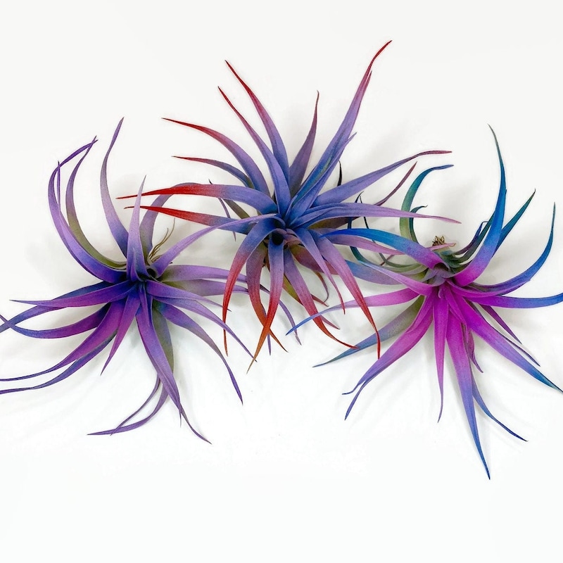 Colorful Air Plants - Etsy