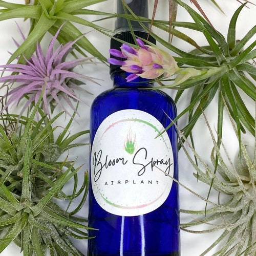 Bloom Spray Air Plant Food Grow Tillandsia's Faster - Etsy