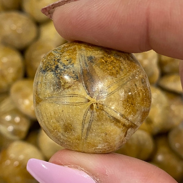 Rare Sea Shells - Etsy