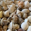 Assorted Sea Shell Mix, Beach Wedding Decor, Sea Shells Bulk, Assorted ...