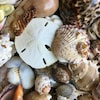Assorted Sea Shell Mix, Beach Wedding Decor, Sea Shells Bulk, Assorted ...