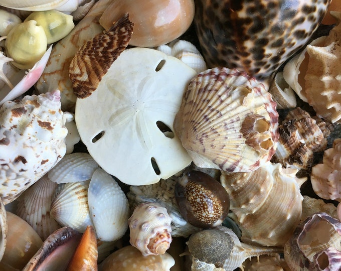 Assorted Florida Gulf Coast Seashells per Lb Bulk Shells for Crafting ...