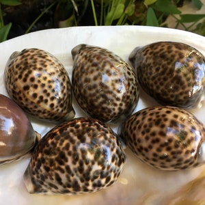 XL Tiger Cowrie Seashells (cypraea Tigris) Wedding Decor-seashells ...