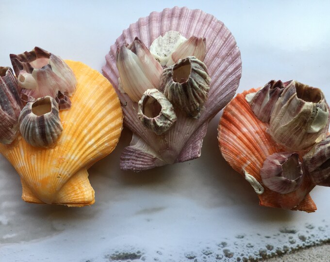Large Colored Pectin Shell Pairs W/ Barnacles - Etsy