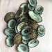 Green Limpet Seashells 0.50-1.25"- Green Limpet Bulk-craft Seashells ...