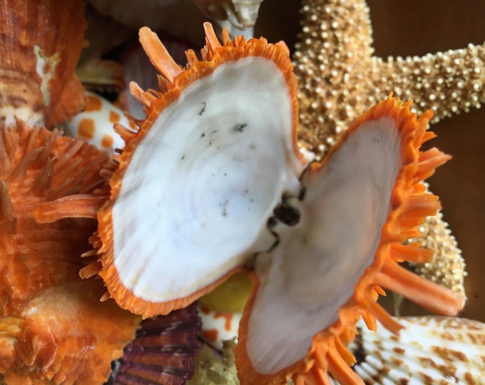 Spiny Oyster Orange Pair Seashell 23 Sea Shell Shells for Crafts Thorny ...