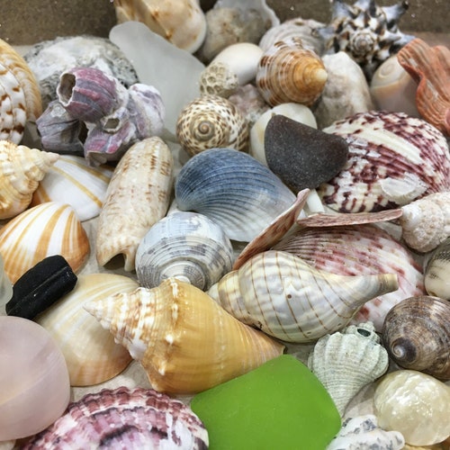Sea Glass & Seashells Mix Great for Crafting Art Home Decor - Etsy
