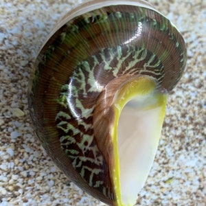 Banded Polished Turban Shell 2 2/8"-2 7/8" (pentholatus) - Seashells ...