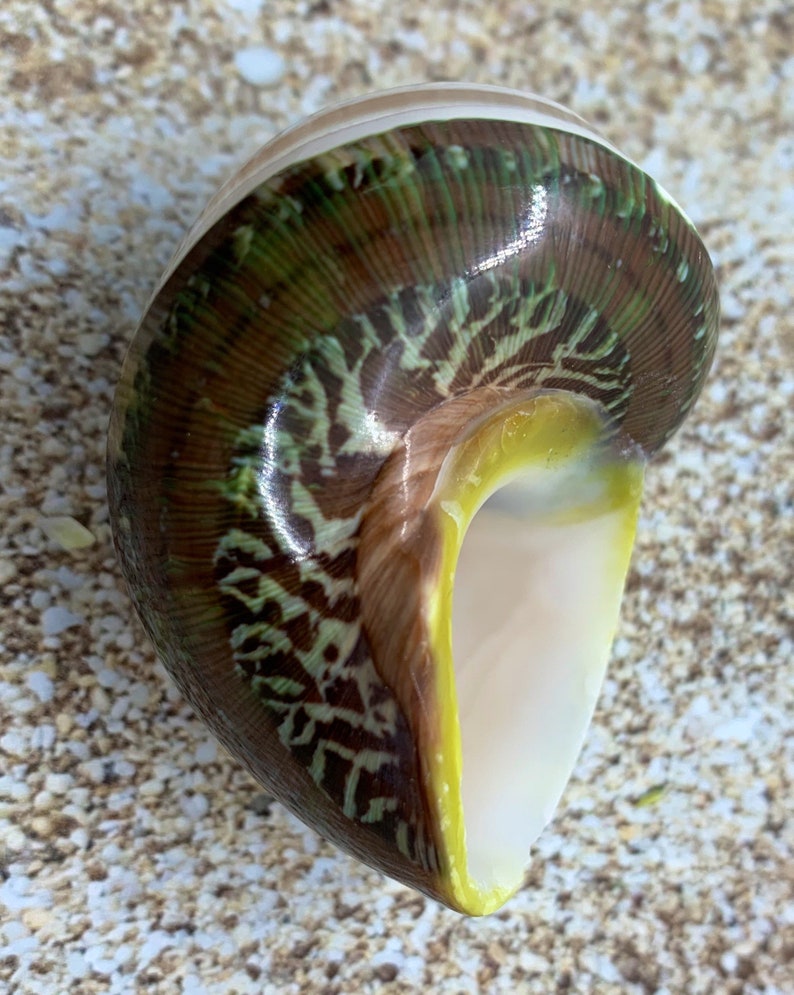 Banded Polished Turban Shell 2 2/82 7/8 | Etsy