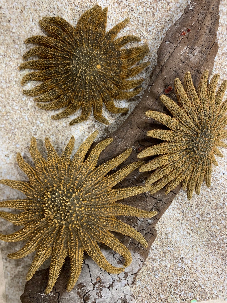 Mexican Sunflower Starfish Bulk Starfish Beach Wedding | Etsy