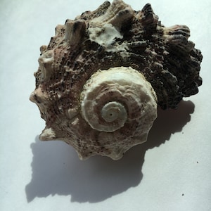 Delphinula Laciniata Shell-angaria Shells-lacinate Dolphin Shells ...