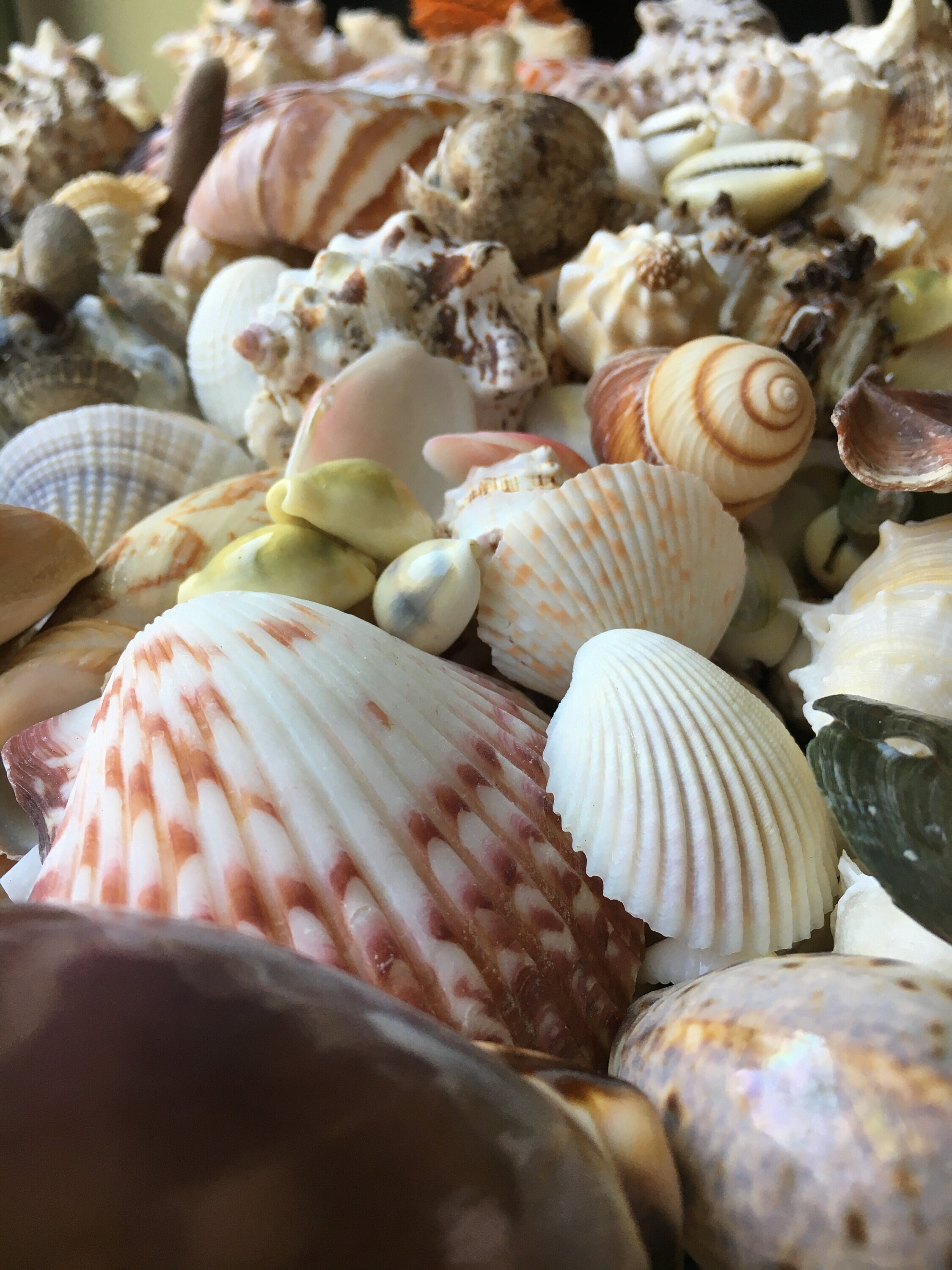 Sea Shell Mix 1 Pound Assorted Sea Shells Sea Shells Bulk - Etsy