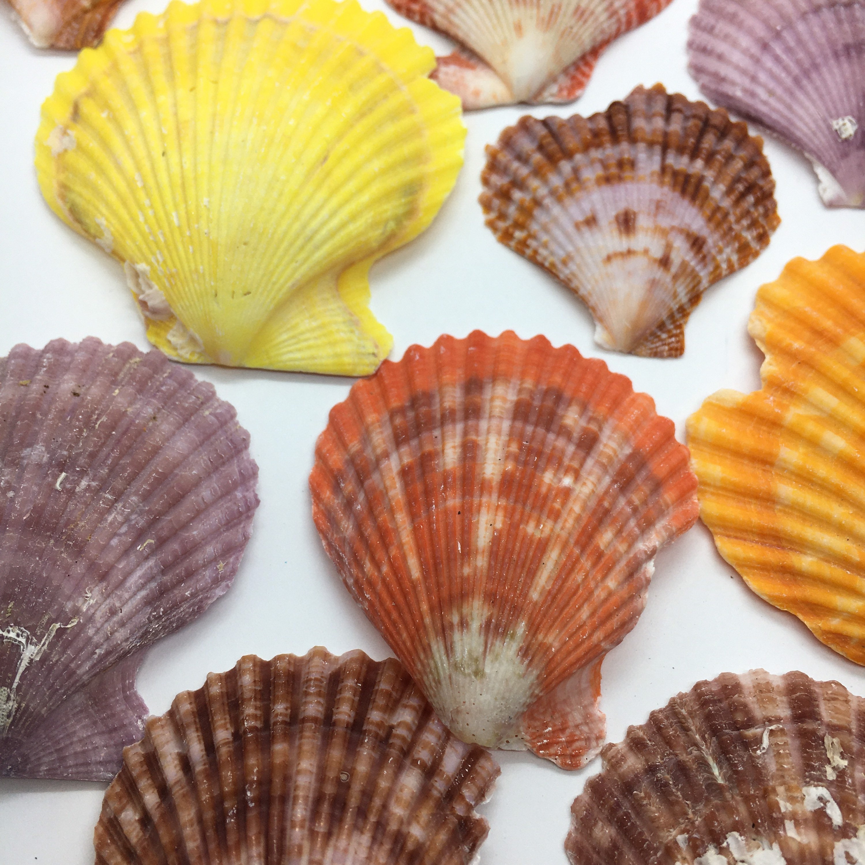SALE- Broken/damaged Colorful Pectin Shells 1"-2"-colored Pectins ...