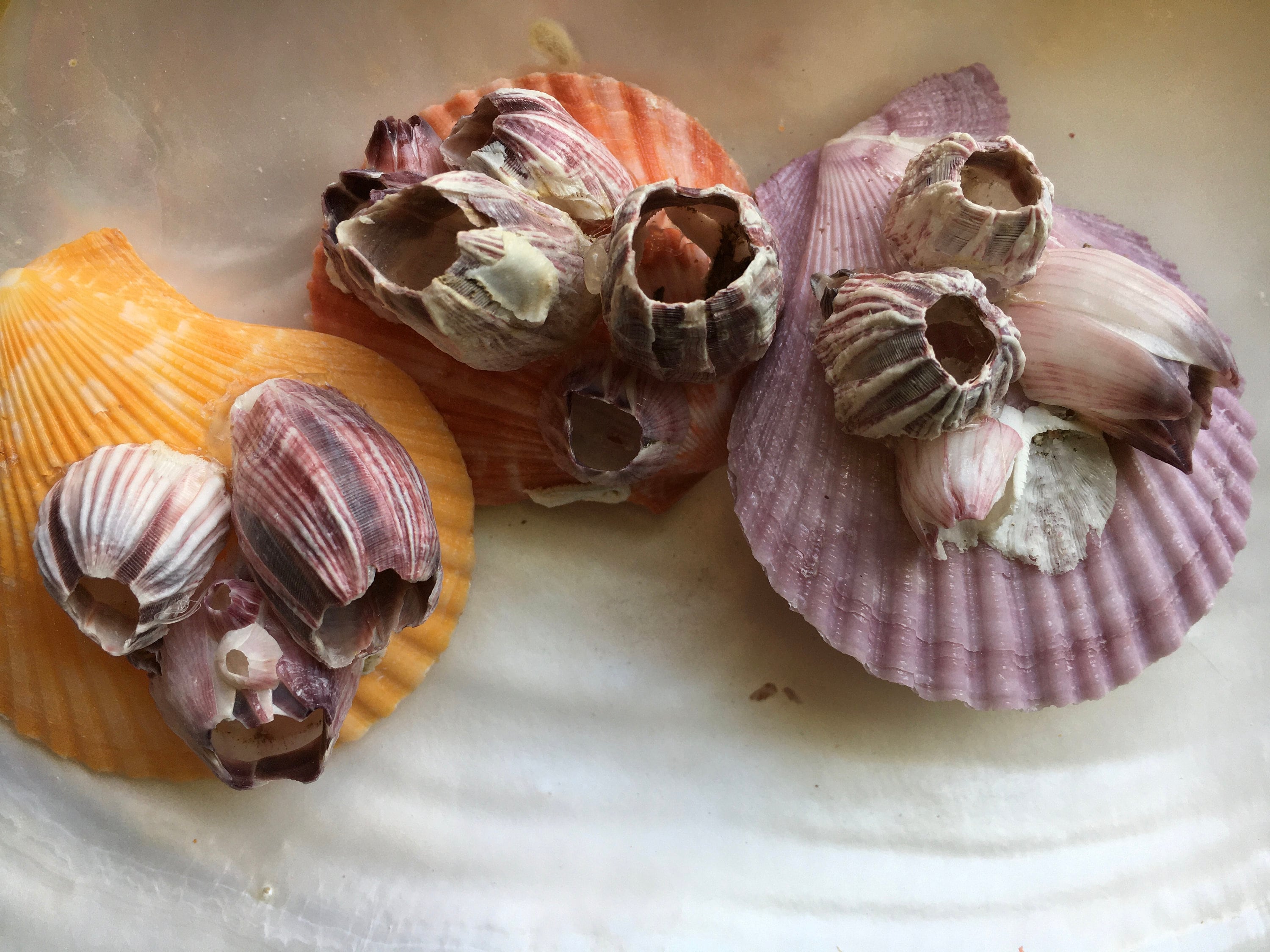 Large Colored Pectin Shell Pairs W/ Barnacles - Etsy