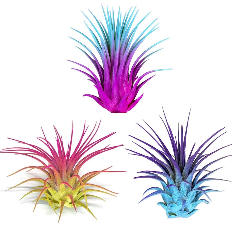 Rainbow 3 Pack, Tillandsia Air Plant, Airplant, Healthy Arrival ...