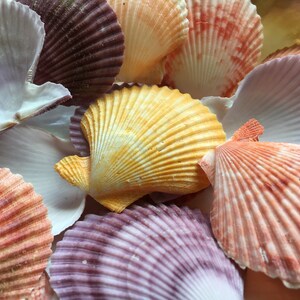 XL Colored Pectin Shells 2"-3.5" - Colorful Pectins - Natural Seashell ...