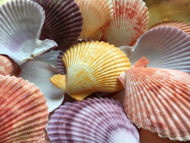 XL Colored Pectin Shells 2"-3.5" - Colorful Pectins - Natural Seashell ...