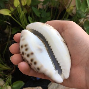 XL Tiger Cowrie Seashells (cypraea Tigris) Wedding Decor-seashells ...