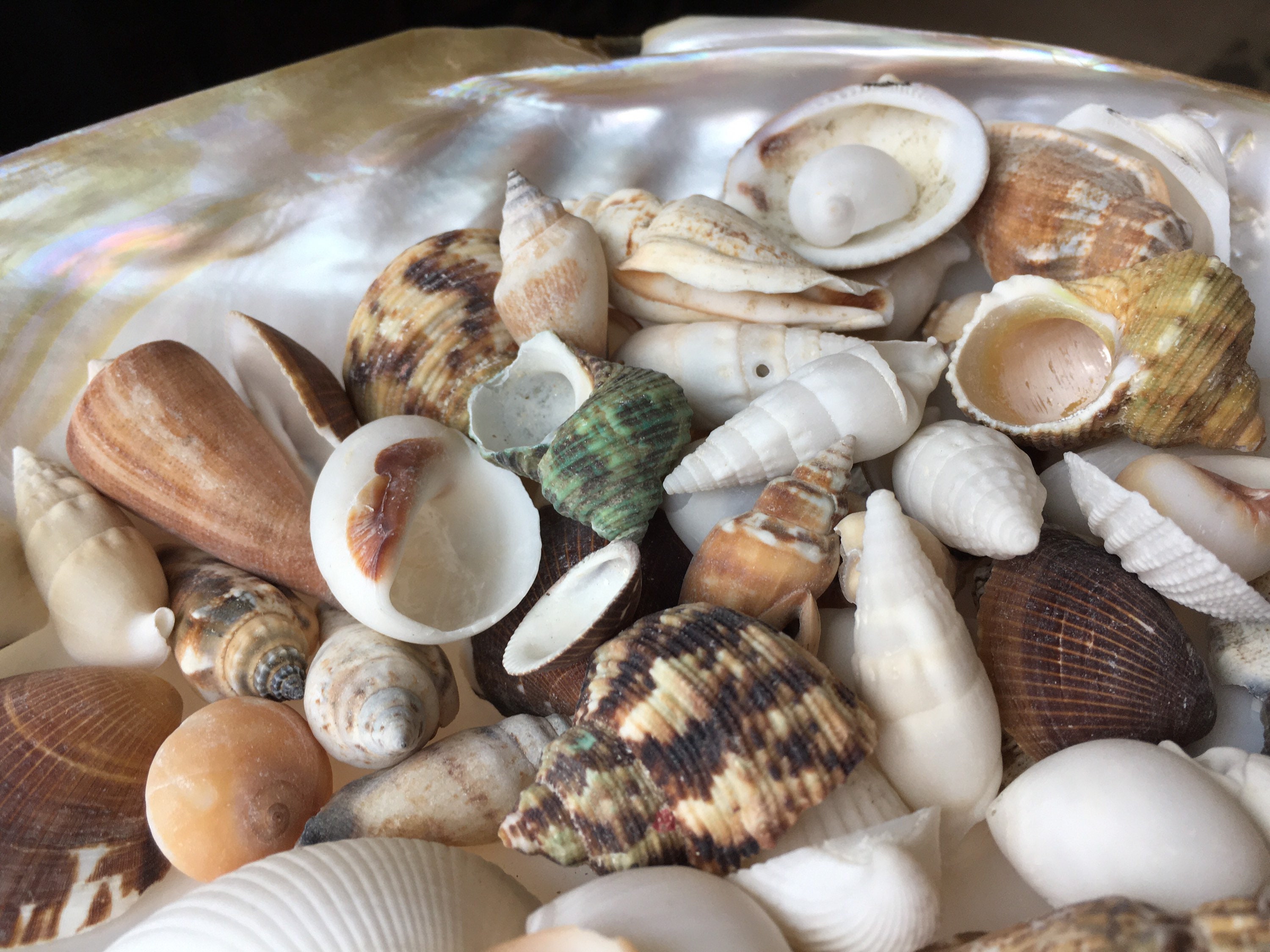 Philippines 1/2 Lb Shell Mix-beach Wedding Decor-sea Shells Bulk ...