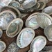Beautiful Abalone Shells-abalone-crafting Abalone-bulk-craft Seashells ...