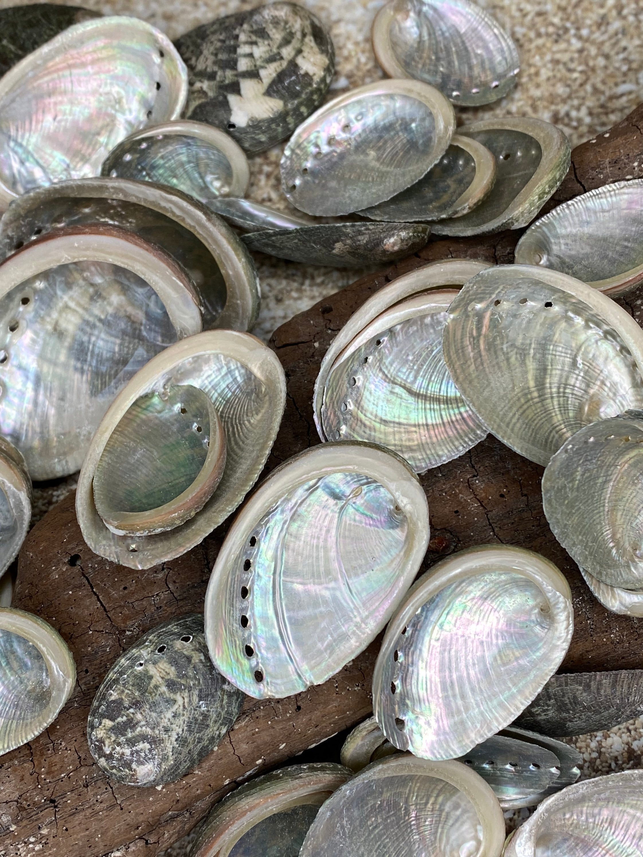 Beautiful Abalone Shells-abalone-crafting Abalone-bulk-craft Seashells ...