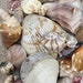 Assorted Seashells Handpicked From Florida, Sea Glass, Mixed 1/2 Pound ...