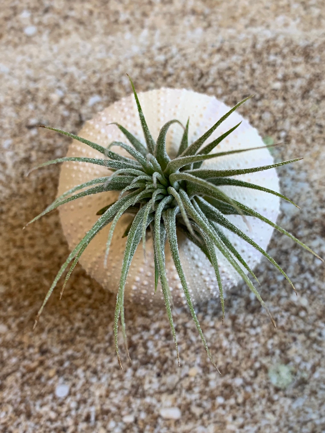 Tillandsia Ionantha Mexican Air Plant Guatemala Air Plant - Etsy