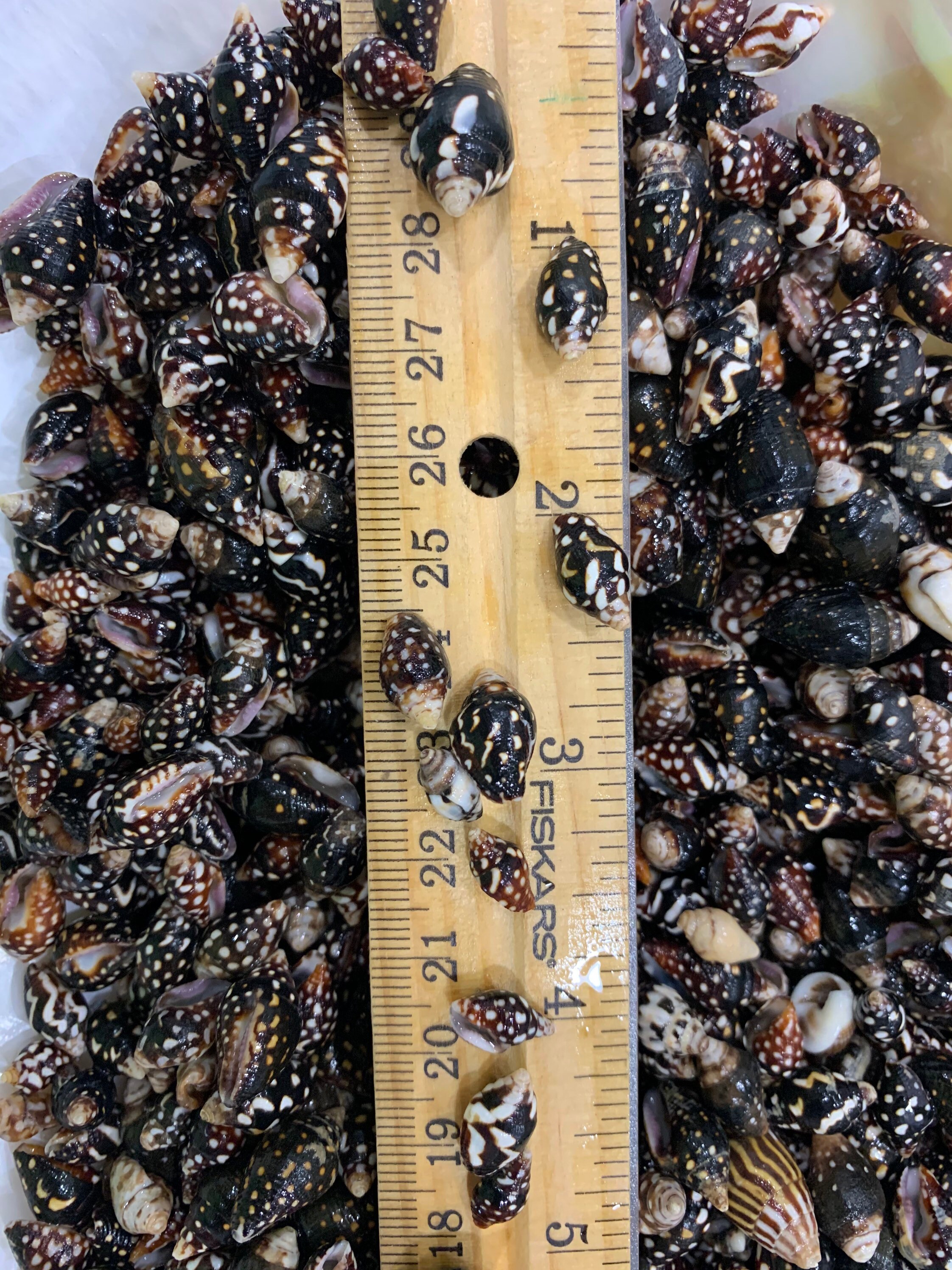 Nassa Columbella Shell Nassa Shells Small Shell Mix Tiny - Etsy