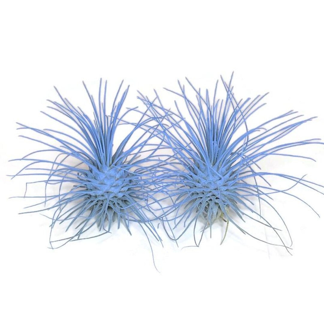 Buy 1 Get 1 FREE Light Blue THIN Argentina Air Plant Guatemala ...
