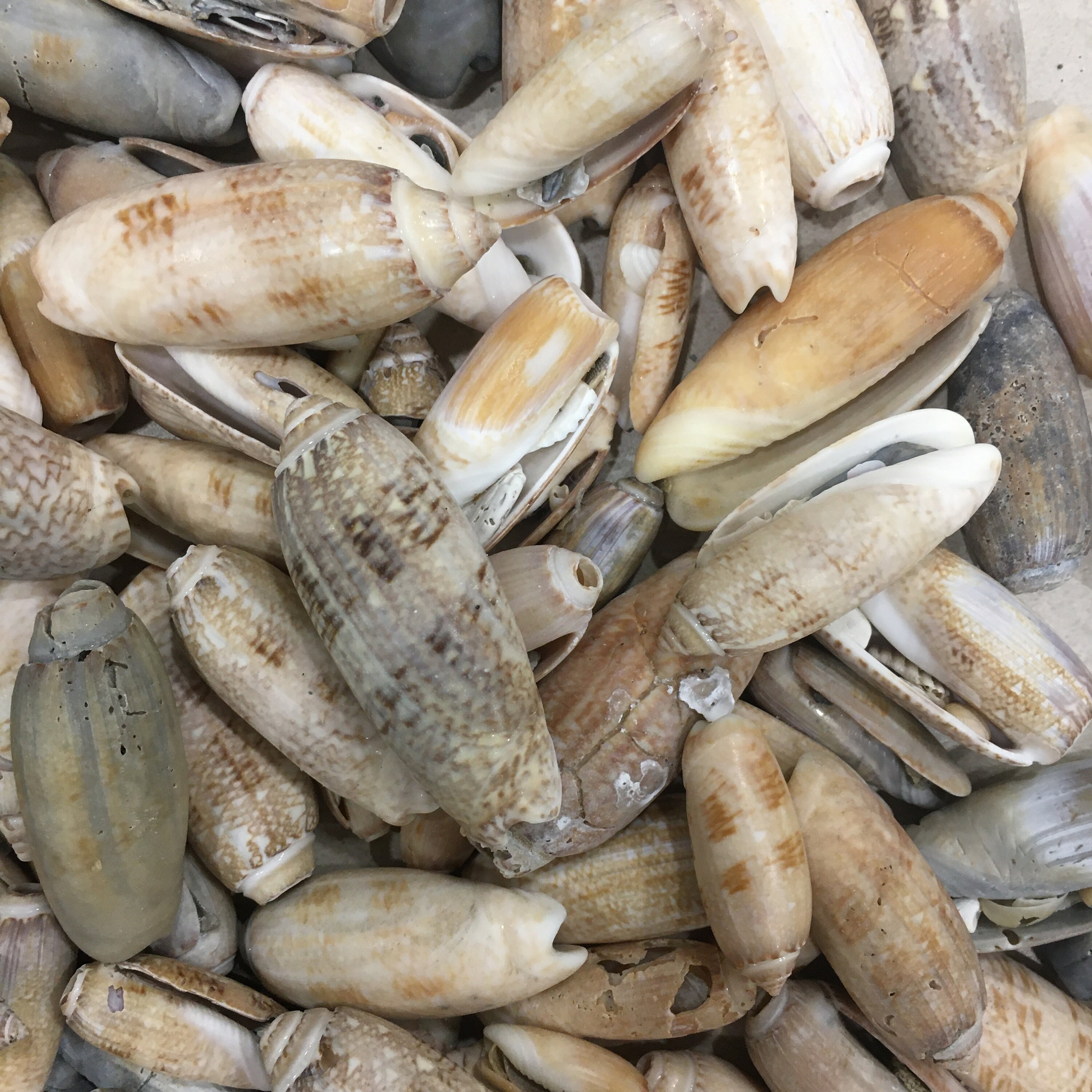 SALE Mixed Damaged Olive Shells 13 10 Piece | Etsy