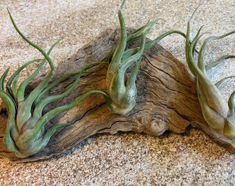 Tillandsia Caput Medusae Giant 812 Air Plants - Etsy
