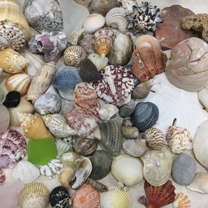 Sea Glass & Seashells Mix Great for Crafting, Art, Home Decor, Great ...