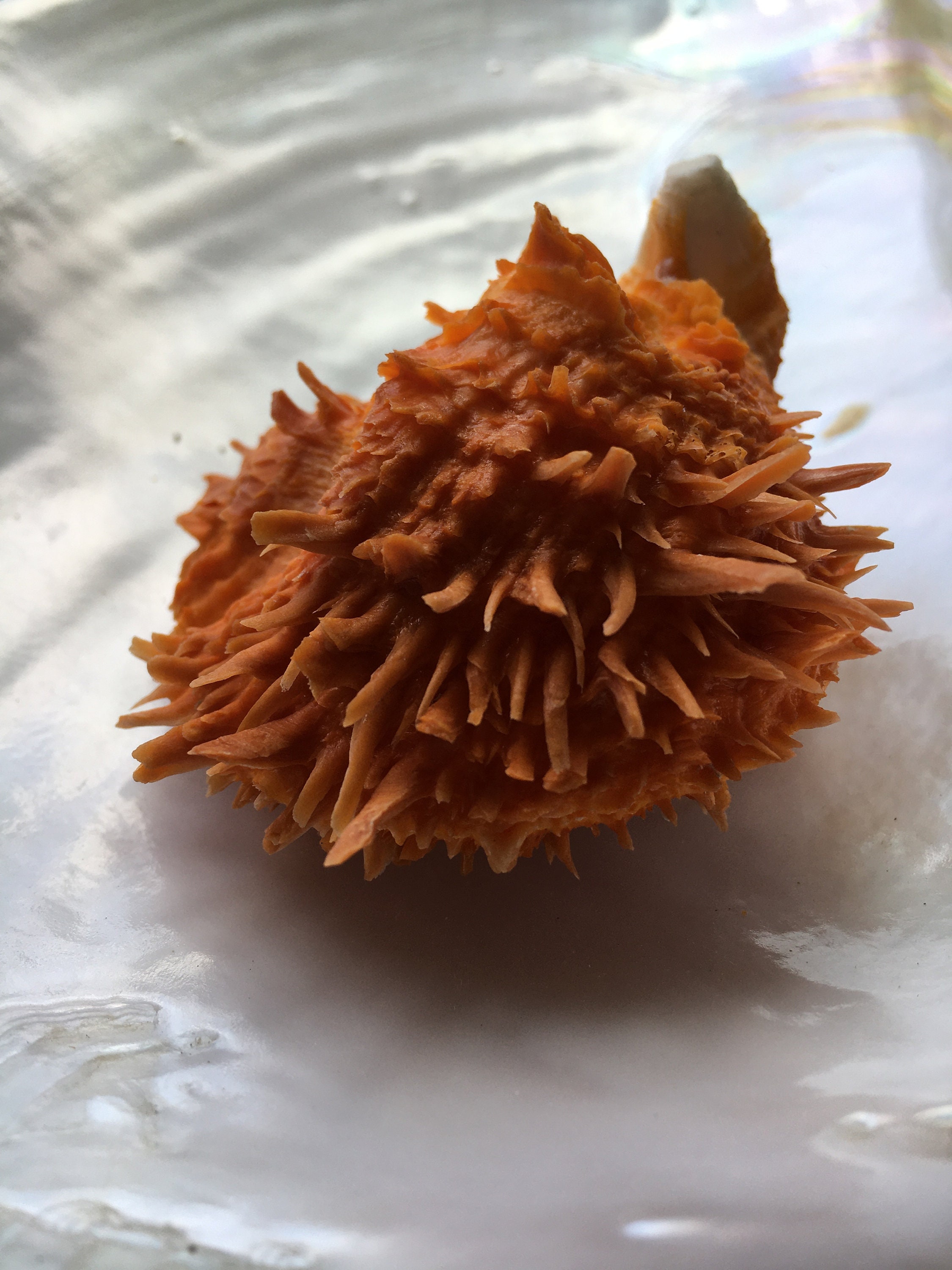 Spiny Oyster Orange Pair Seashell 23 Sea Shell - Etsy