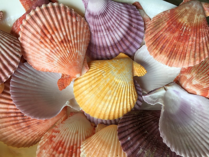 XL Colored Pectin Shells 2"-3.5" - Colorful Pectins - Natural Seashell ...