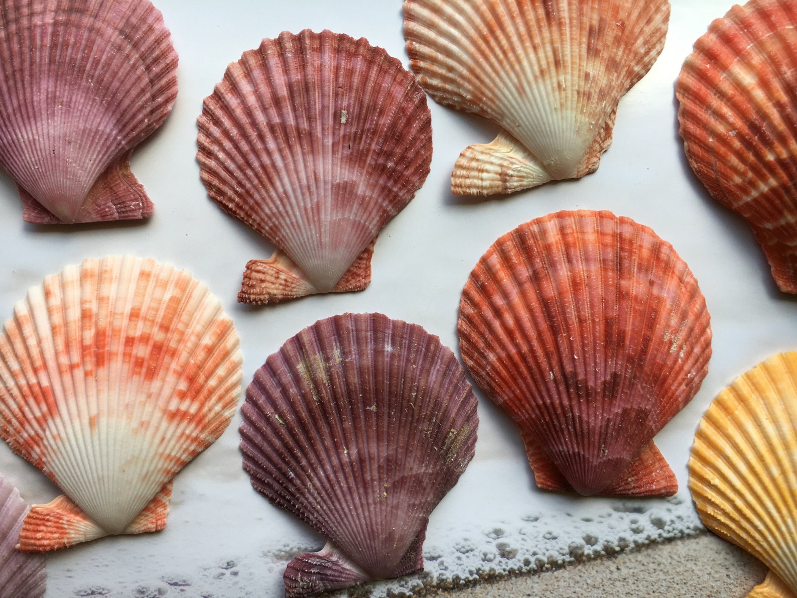 XL Colored Pectin Shells 2"-3.5" - Colorful Pectins - Natural Seashell ...