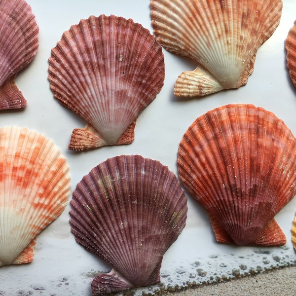 Seashell - Etsy