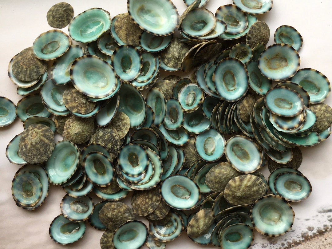 Green Limpet Seashells 0.50-1.25"- Green Limpet Bulk-craft Seashells ...