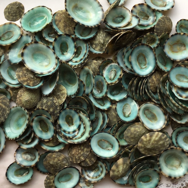 Green Seashells - Etsy