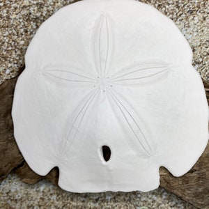 Arrowhead Sand Dollar 3"-4” - Sandollar - Craft Supply - Beach Wedding ...