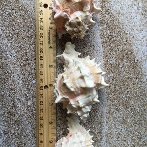 Pink Murex Seashell-beach Wedding Decor-crafting Shells-wedding Shells ...