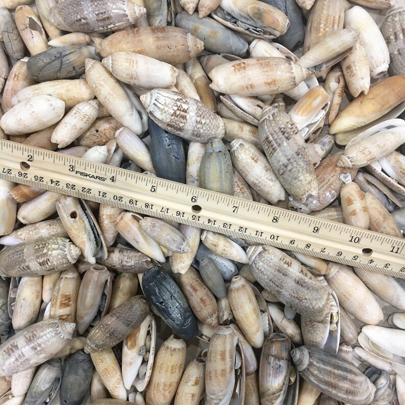 SALE Mixed Damaged Olive Shells 13 10 Piece - Etsy