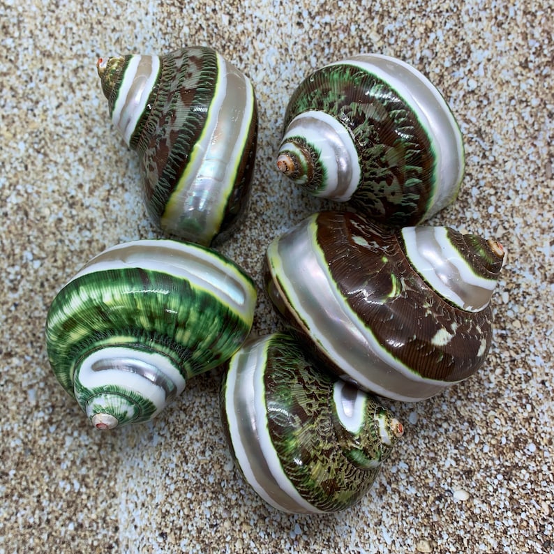 Banded Polished Turban Shell 2 2/82 7/8 - Etsy