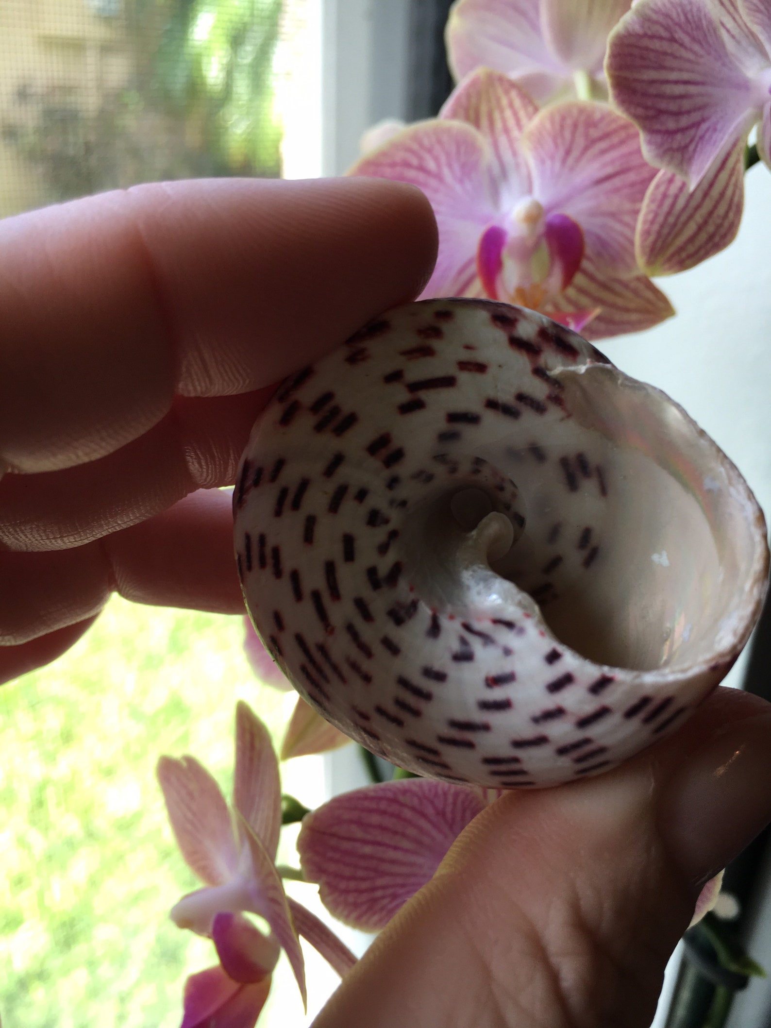 Strawberry Trochus Polished Shells-wedding-beach Decor-pink Sea Shells ...