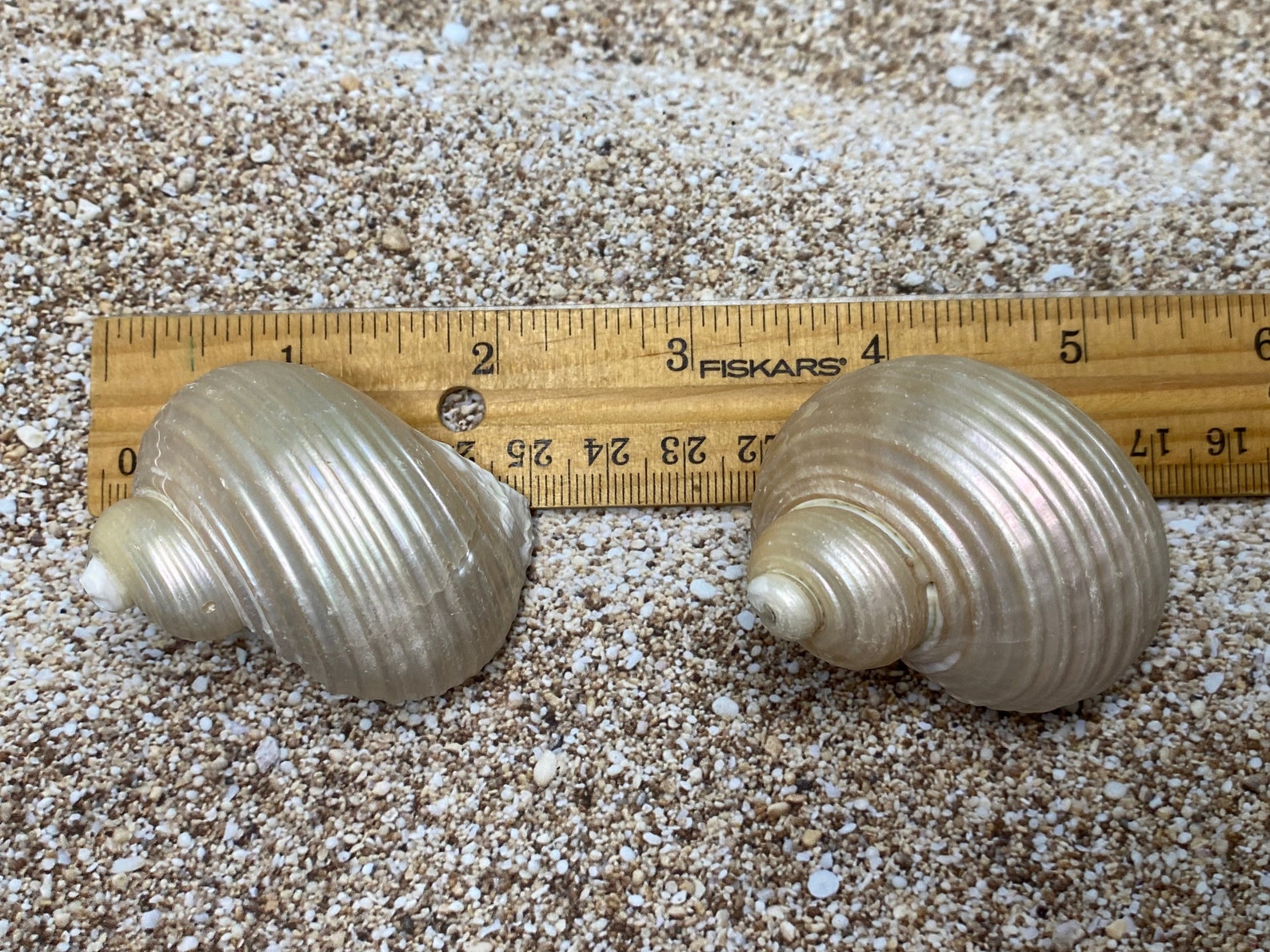 Pearl Turbo Setosus Shell 1 3/4 - 2 1/4" Opening 1" (pentholatus ...